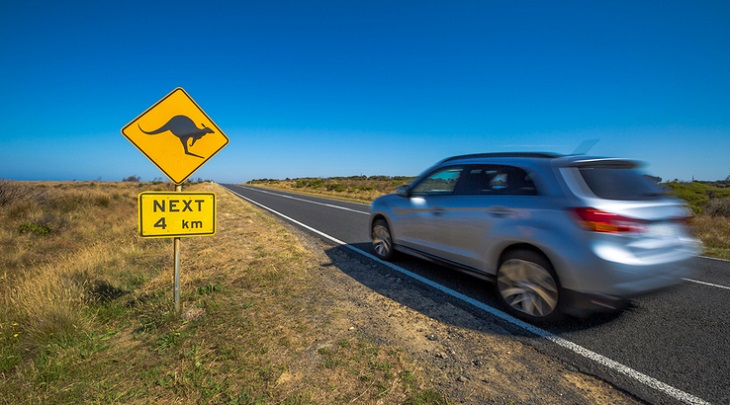 Animal-Vehicle Collisions: Data, Facts and What to Do?